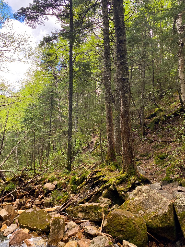 Mount Willey, Field, and Tom: Tackle a Trio of 4,000 Footers - Restless ...